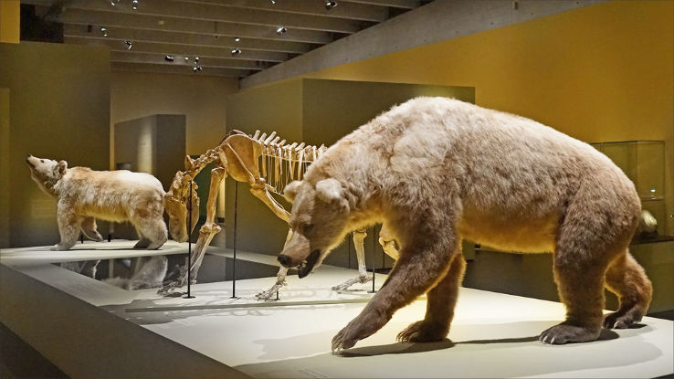 🐎🍁 Jurassica Museum - Porrentruy | Histoire du Patrimoine Naturel ...